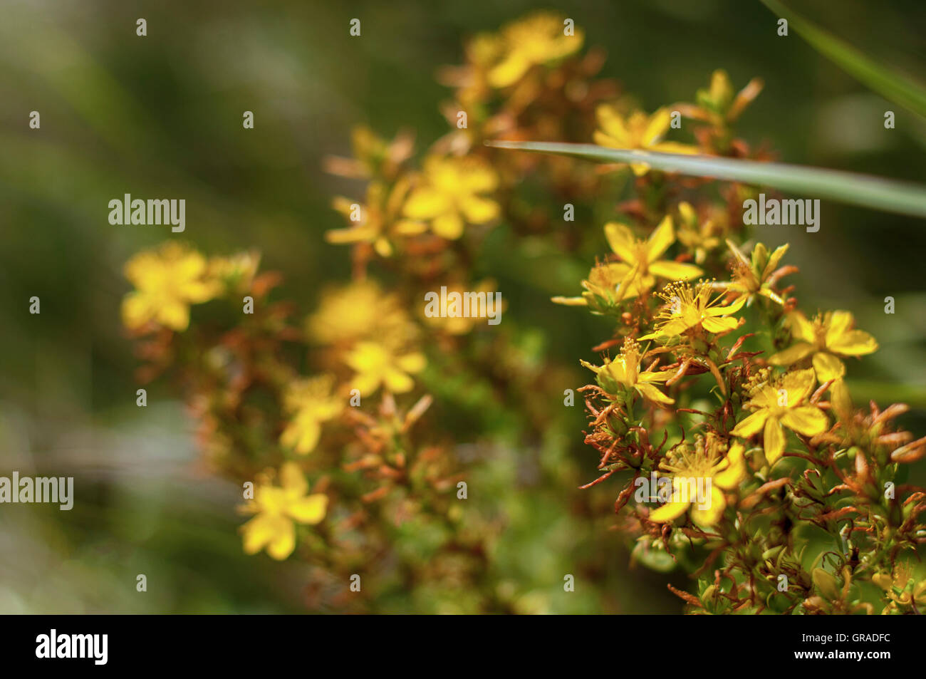 Saint John's wort flowers Stock Photo - Alamy
