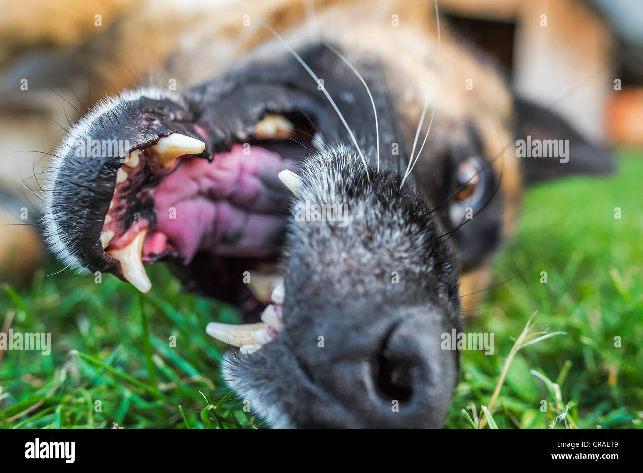 German shepherd by tree hi-res stock photography and images - Alamy