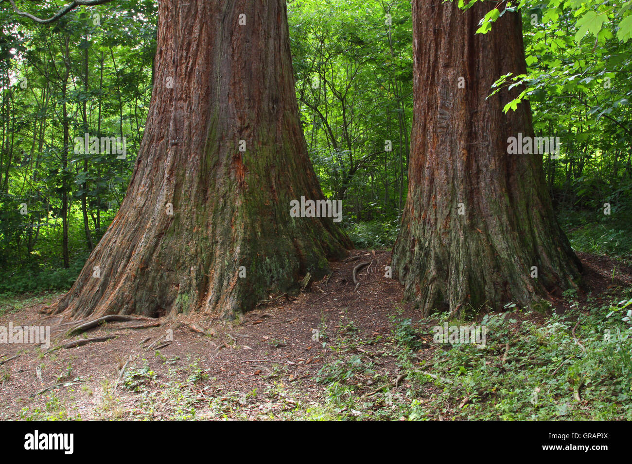 Forest mammoth trees hi-res stock photography and images - Alamy