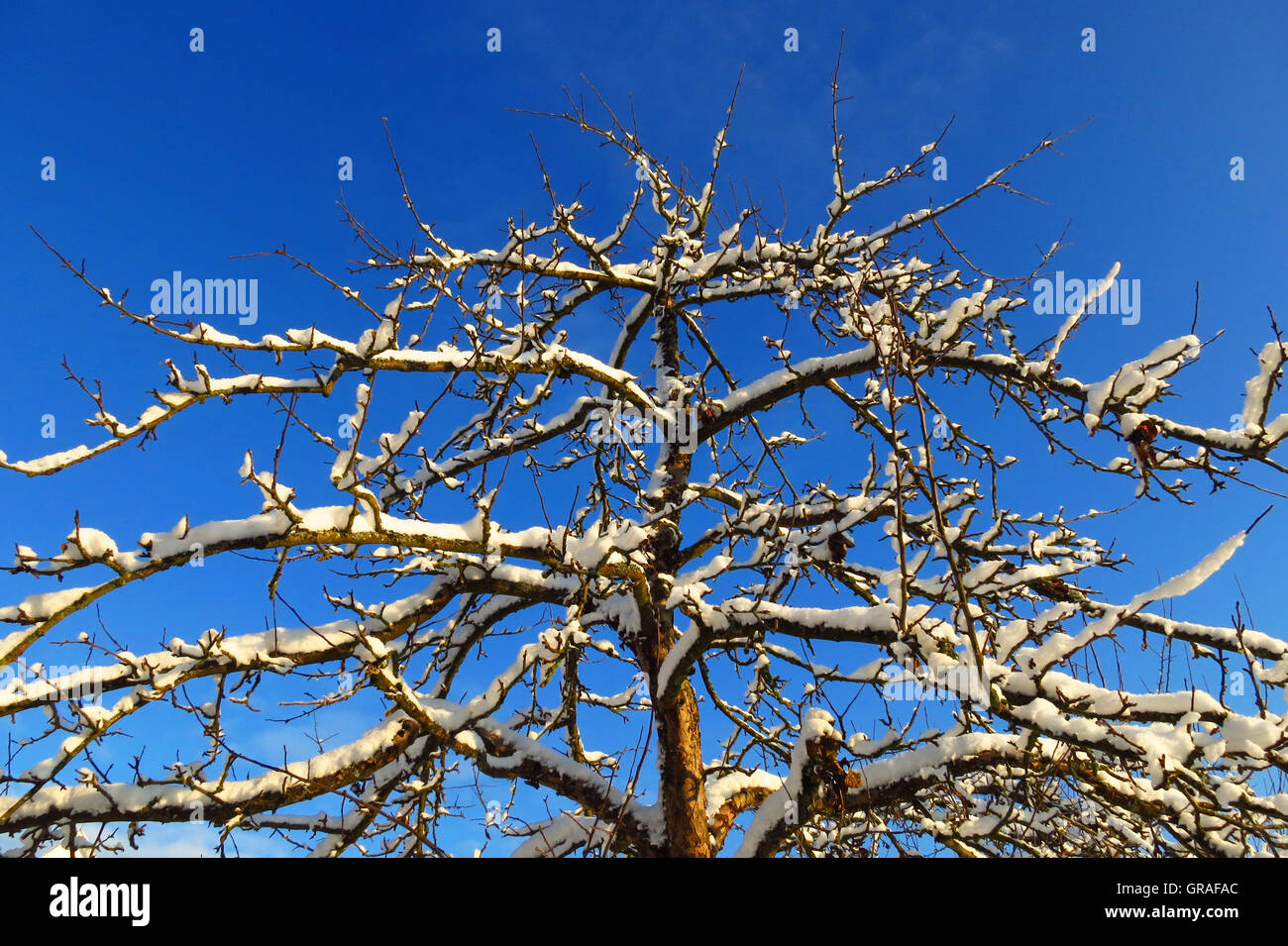 New zealand apple trees hi-res stock photography and images - Alamy
