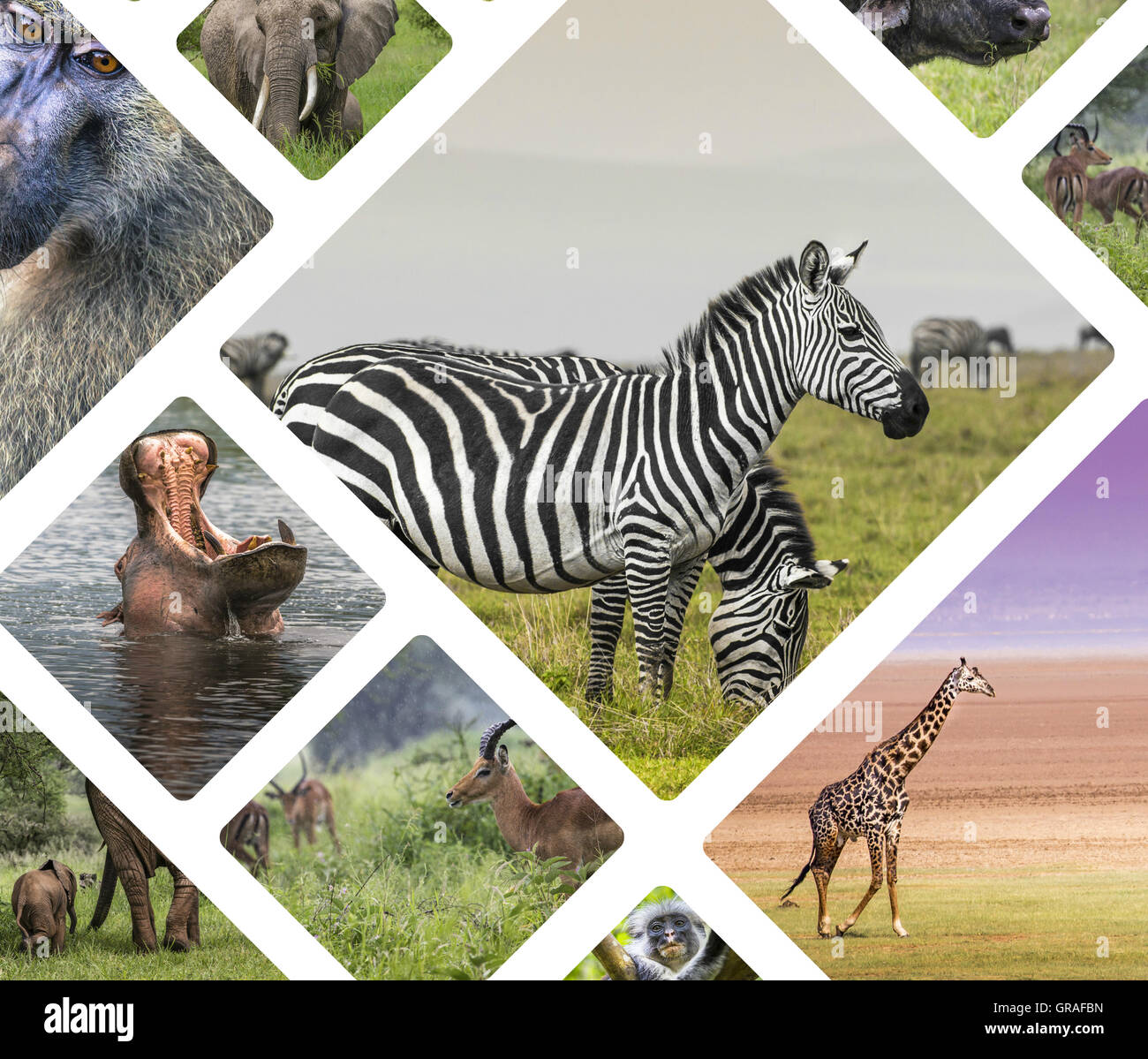 Tanzania Animals And Plants