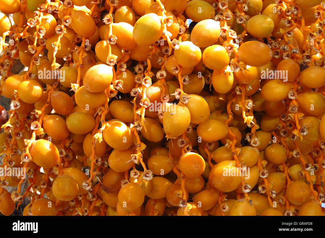 Dattel hi-res stock photography and images - Alamy