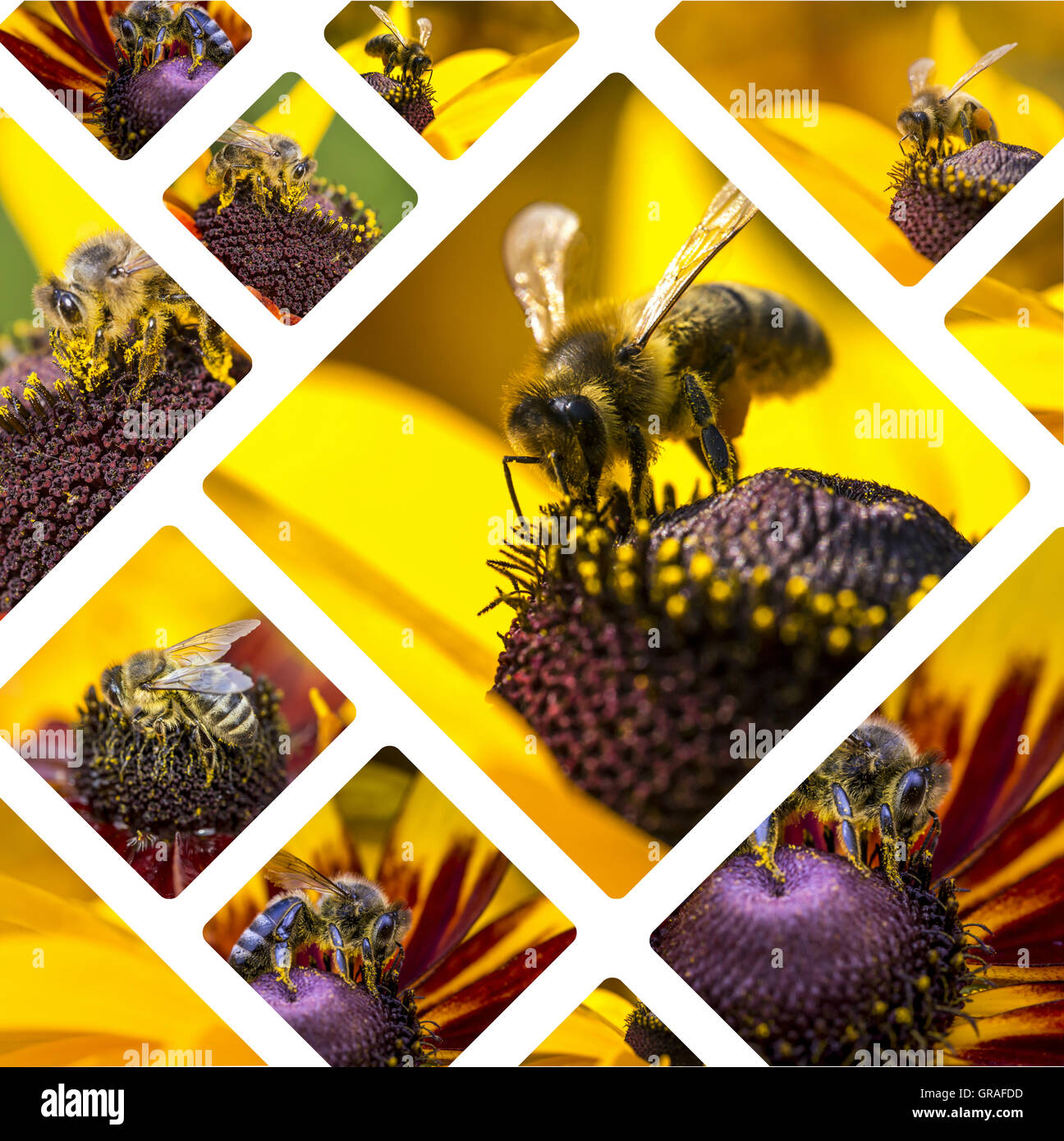 Collage of Western Honey Bee images - travel background (my photos ...