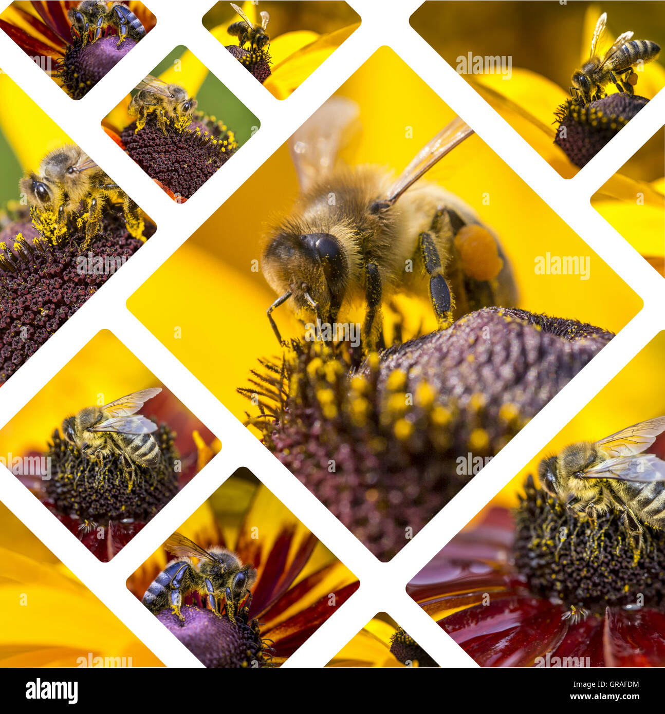 Collage of Western Honey Bee images - travel background (my photos ...
