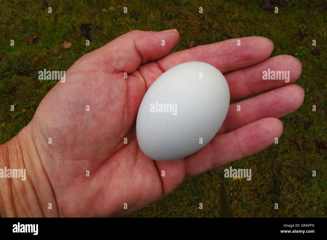 Bavaria egg hi-res stock photography and images - Alamy