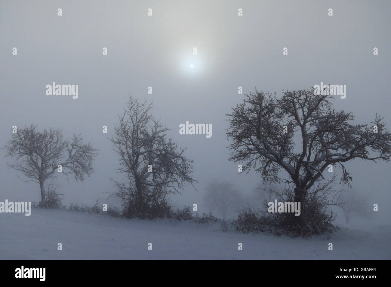 Fog fruit hi-res stock photography and images - Alamy