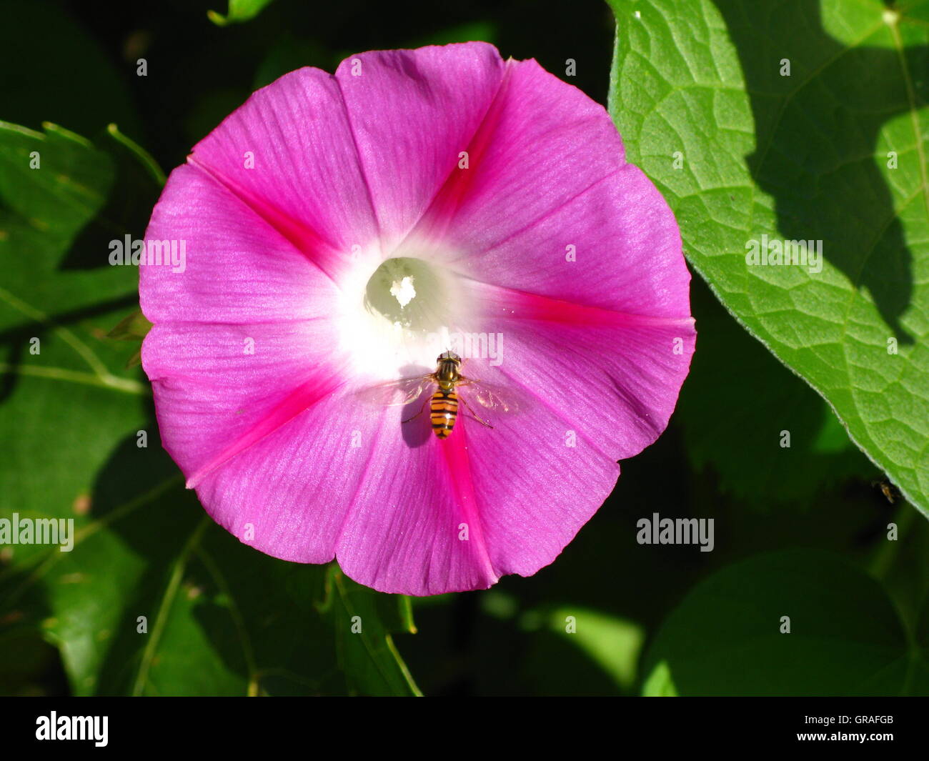 Pitunie hi-res stock photography and images - Alamy Pitunie hi-res stock photography and images - Alamy