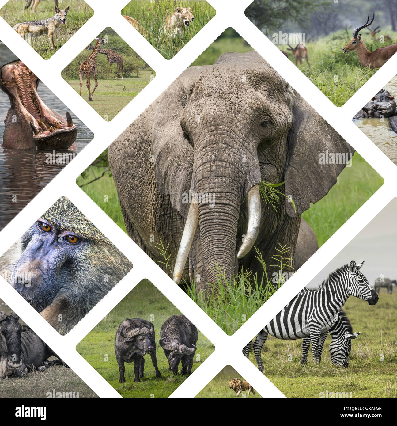 Collage photos african wild animals hi-res stock photography and images ...