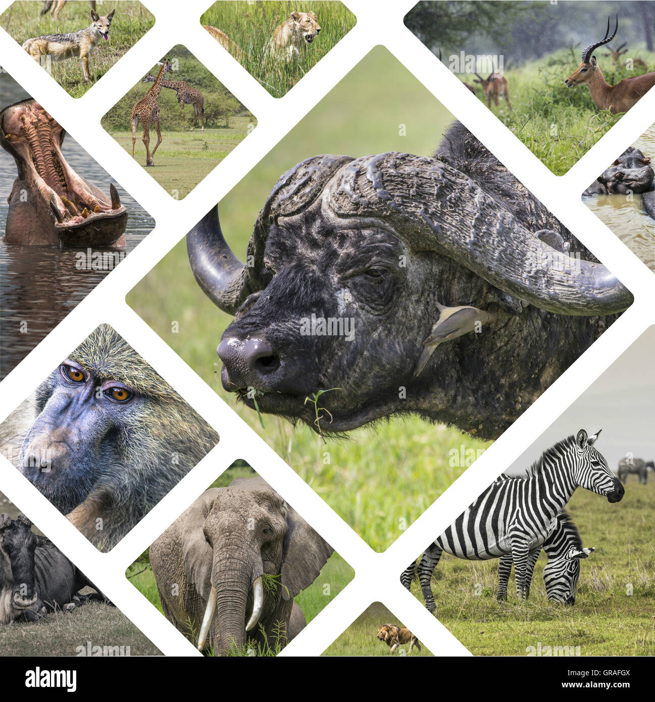 African wild animals safari collage hi-res stock photography and images ...