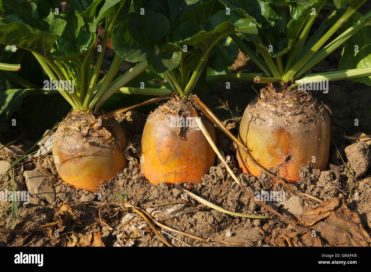 Fodder plants hi-res stock photography and images - Alamy