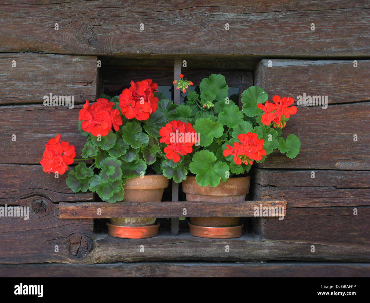 Geranium flower italy hi-res stock photography and images - Alamy