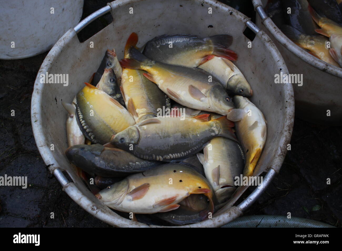 German carp hi-res stock photography and images - Alamy