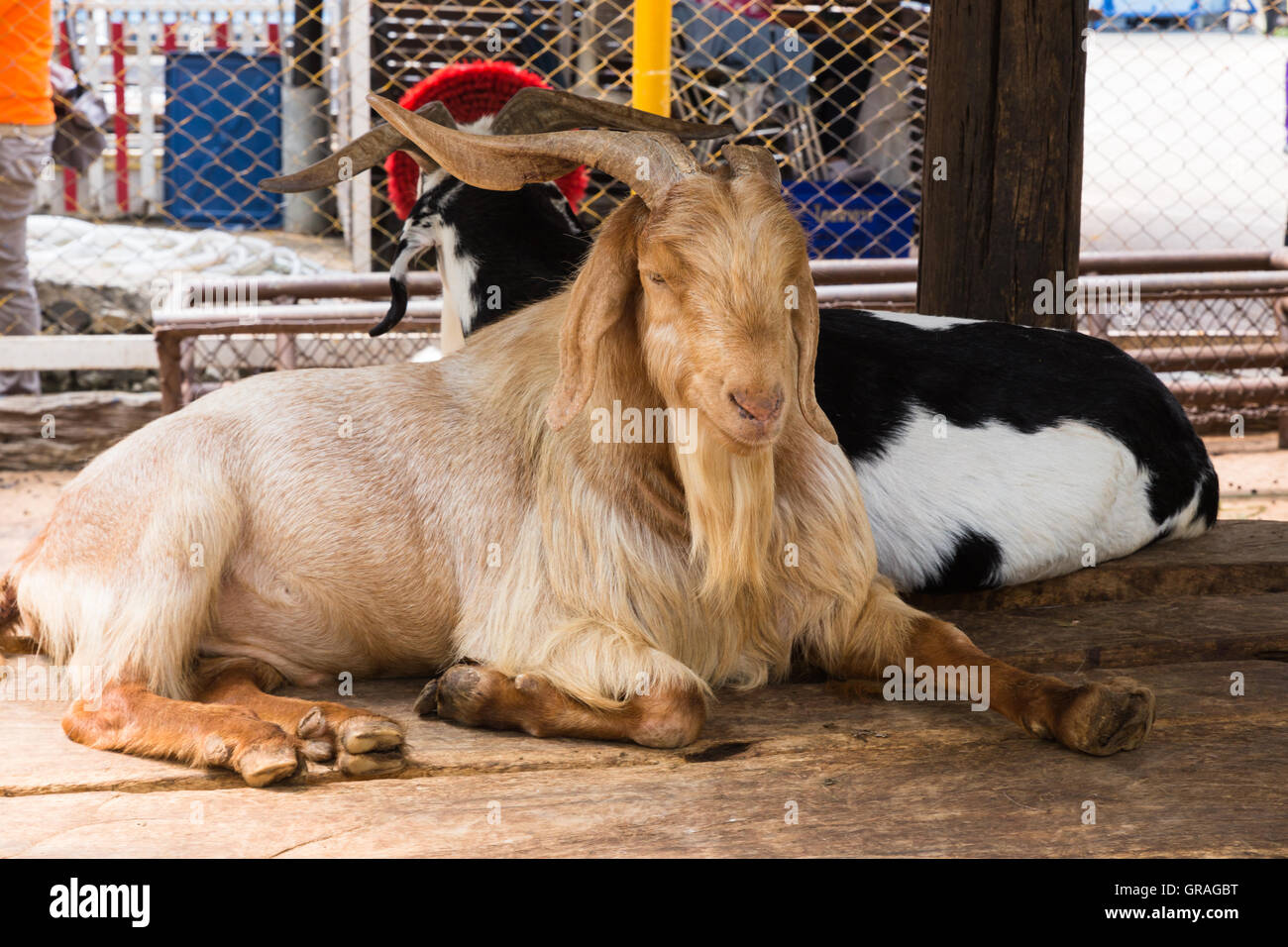 goat lying in zoo Stock Photo - Alamy