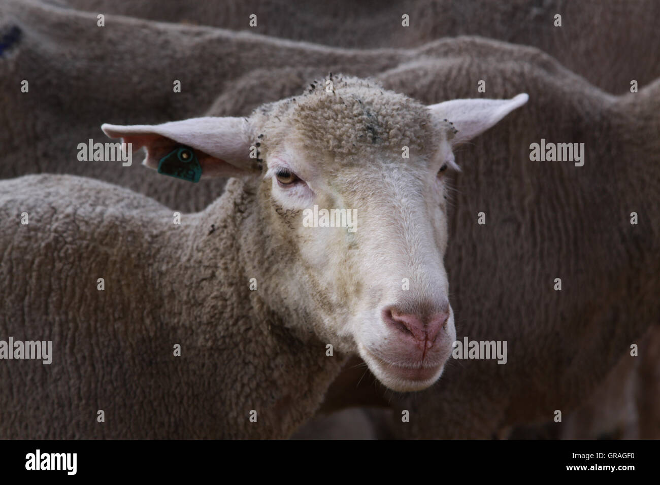 Sheephead hi-res stock photography and images - Alamy