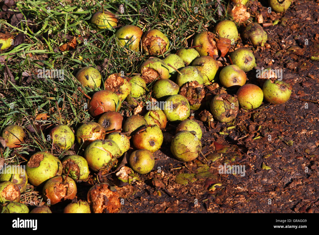 Inedible pears hi-res stock photography and images - Alamy