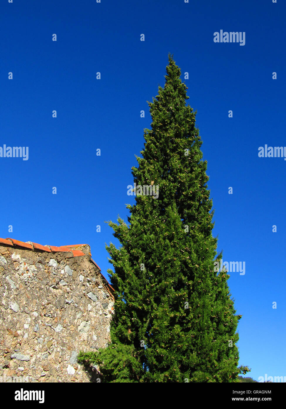 France french cypress trees hi-res stock photography and images - Alamy