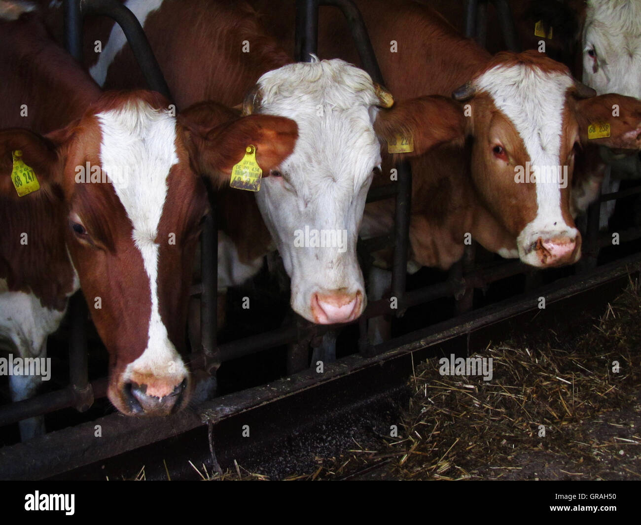 German dairy cows hi-res stock photography and images - Alamy