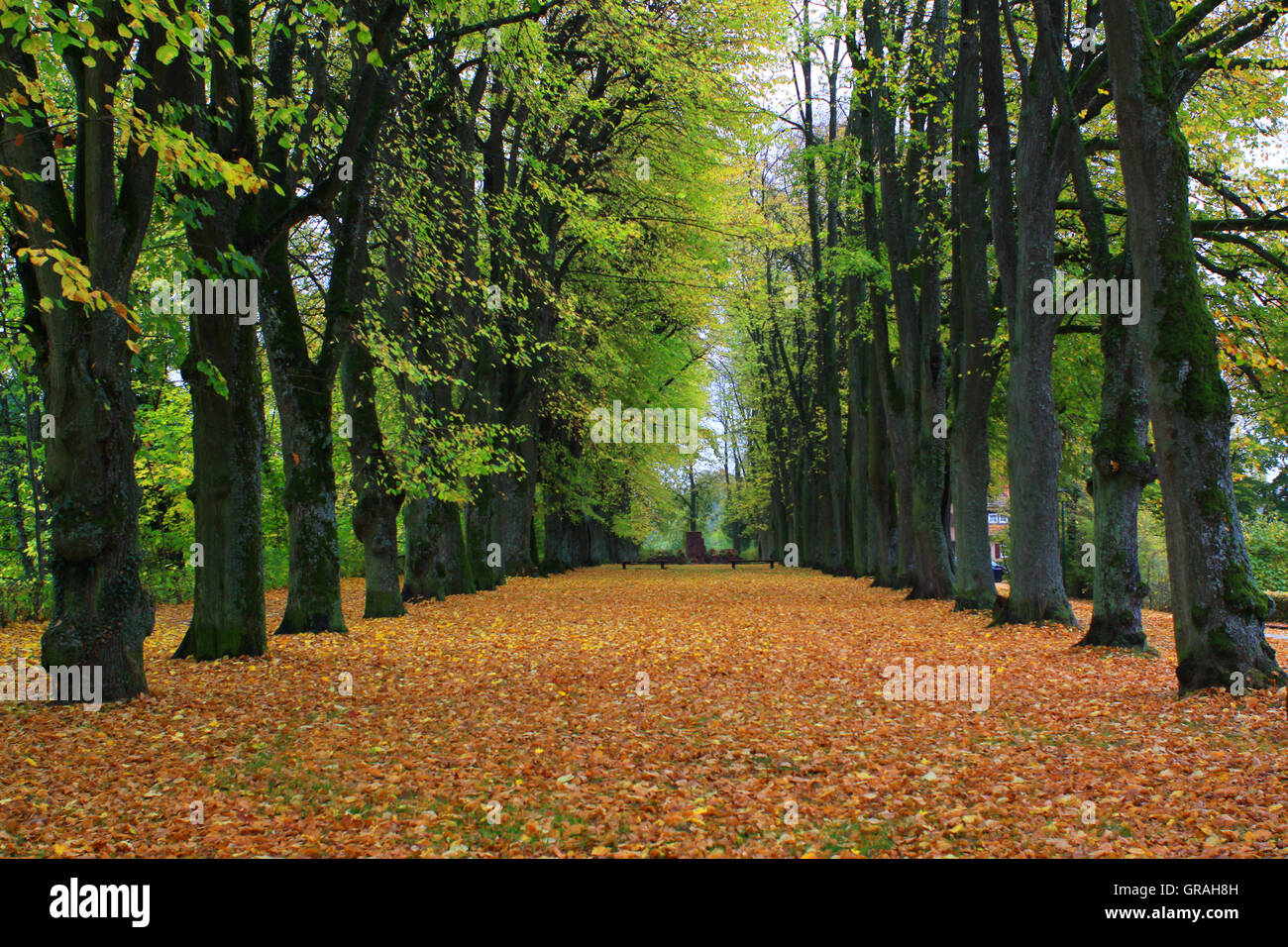 Avenue With Trees Stock Photo - Alamy