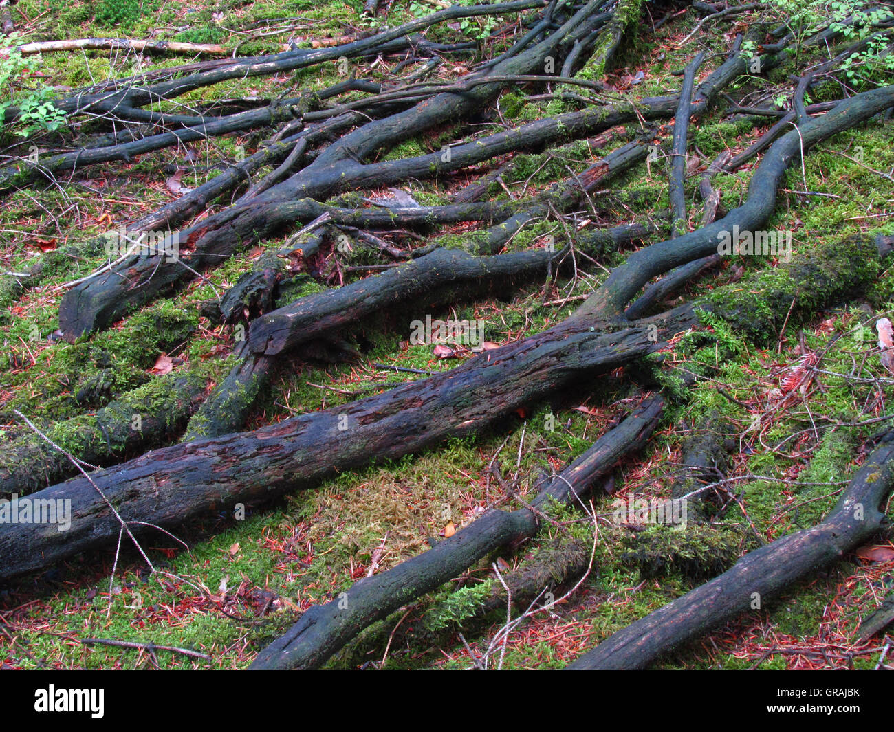 Italian roots hi-res stock photography and images - Alamy