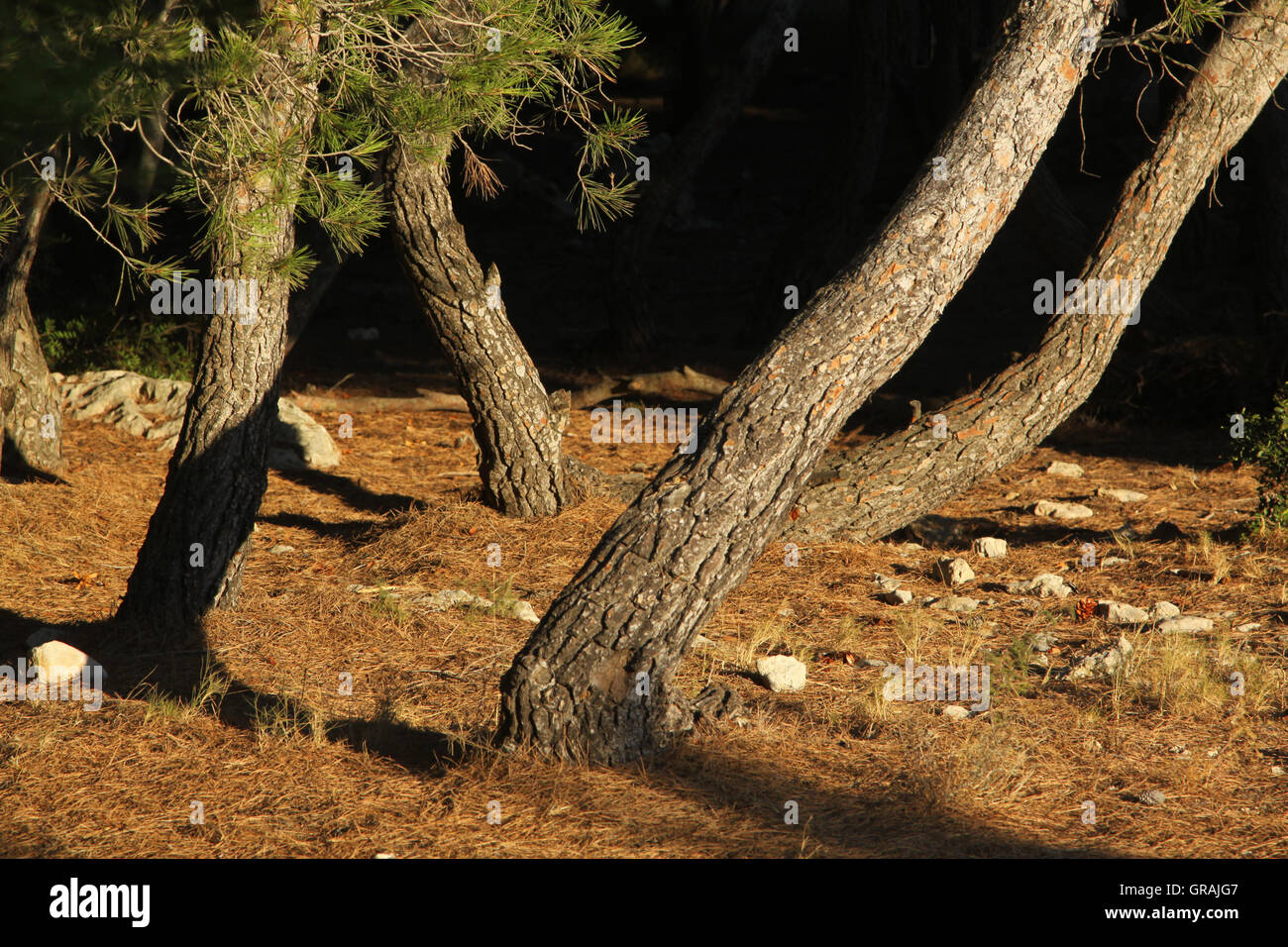 Cripple pine hi-res stock photography and images - Alamy