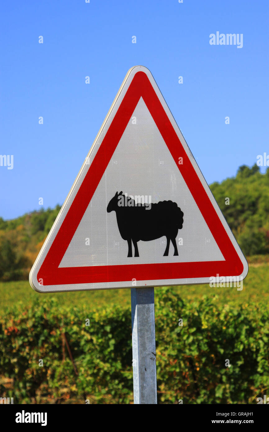 Sheep warning signs hi-res stock photography and images - Alamy