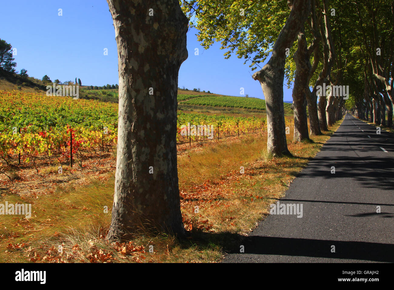 Sycamores hi-res stock photography and images - Alamy