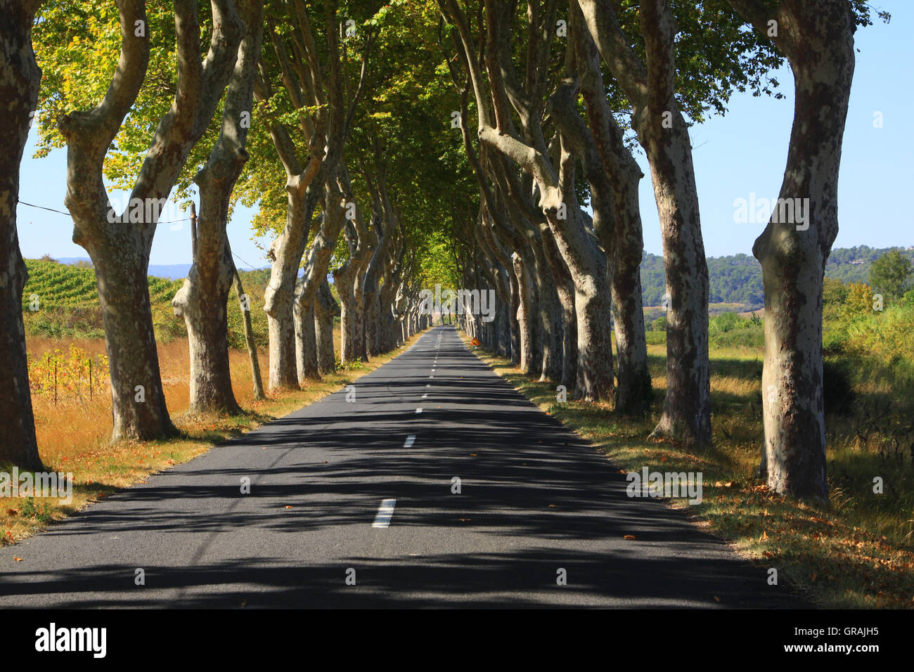 Sycamores hi-res stock photography and images - Alamy