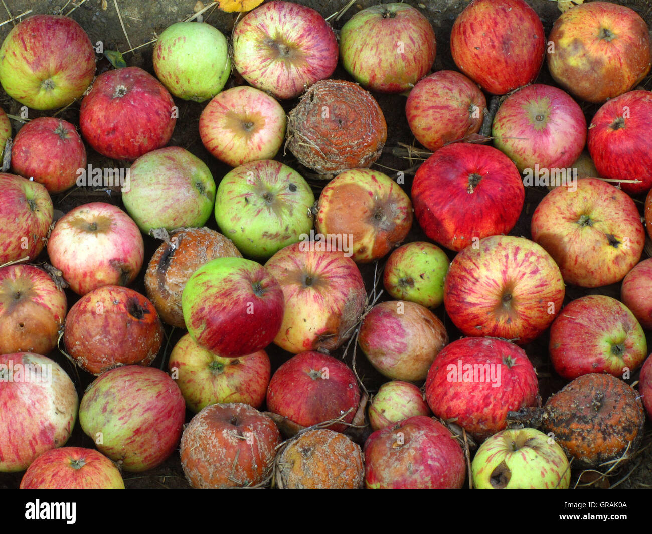 Rotten fruit hi-res stock photography and images - Alamy