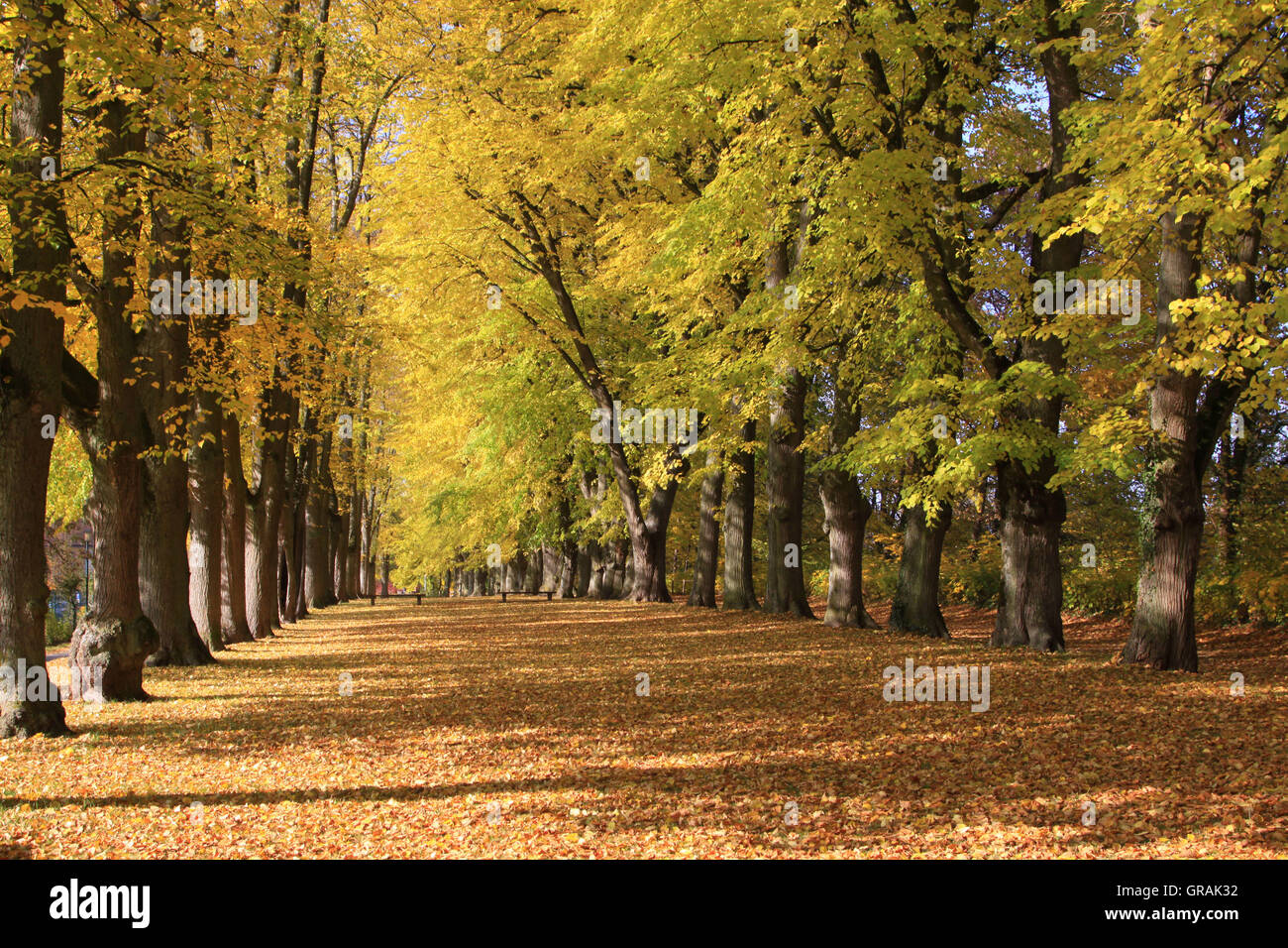 Linden allee hi-res stock photography and images - Alamy