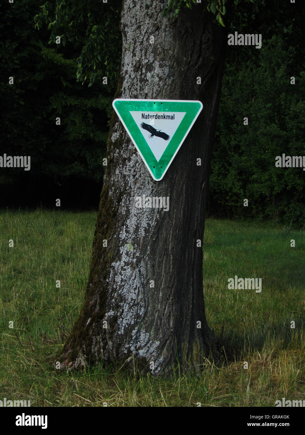 Shield of trees hi-res stock photography and images - Alamy