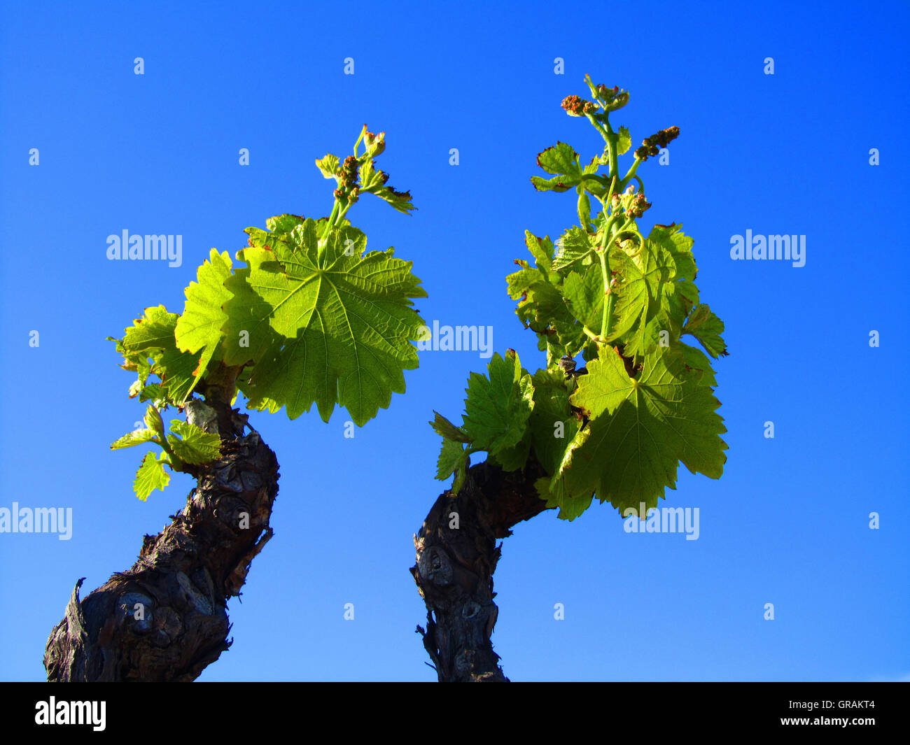 Grapevine liquid hi-res stock photography and images - Alamy