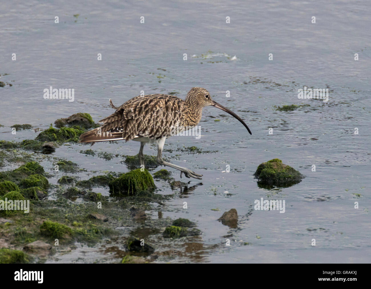 Eurasian curlew wings hi-res stock photography and images - Alamy