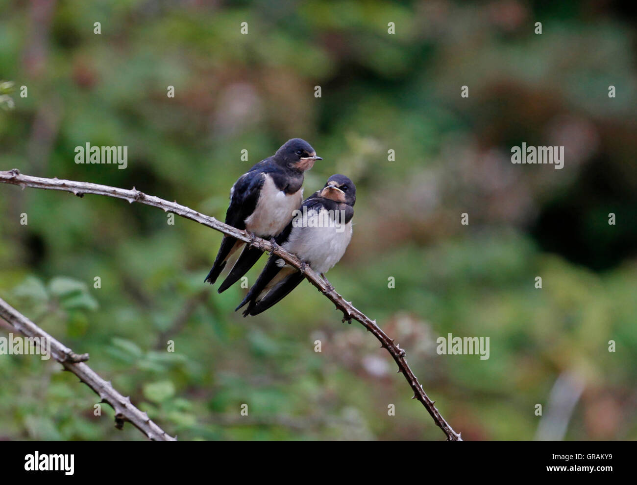 Chimney swallow hi-res stock photography and images - Alamy