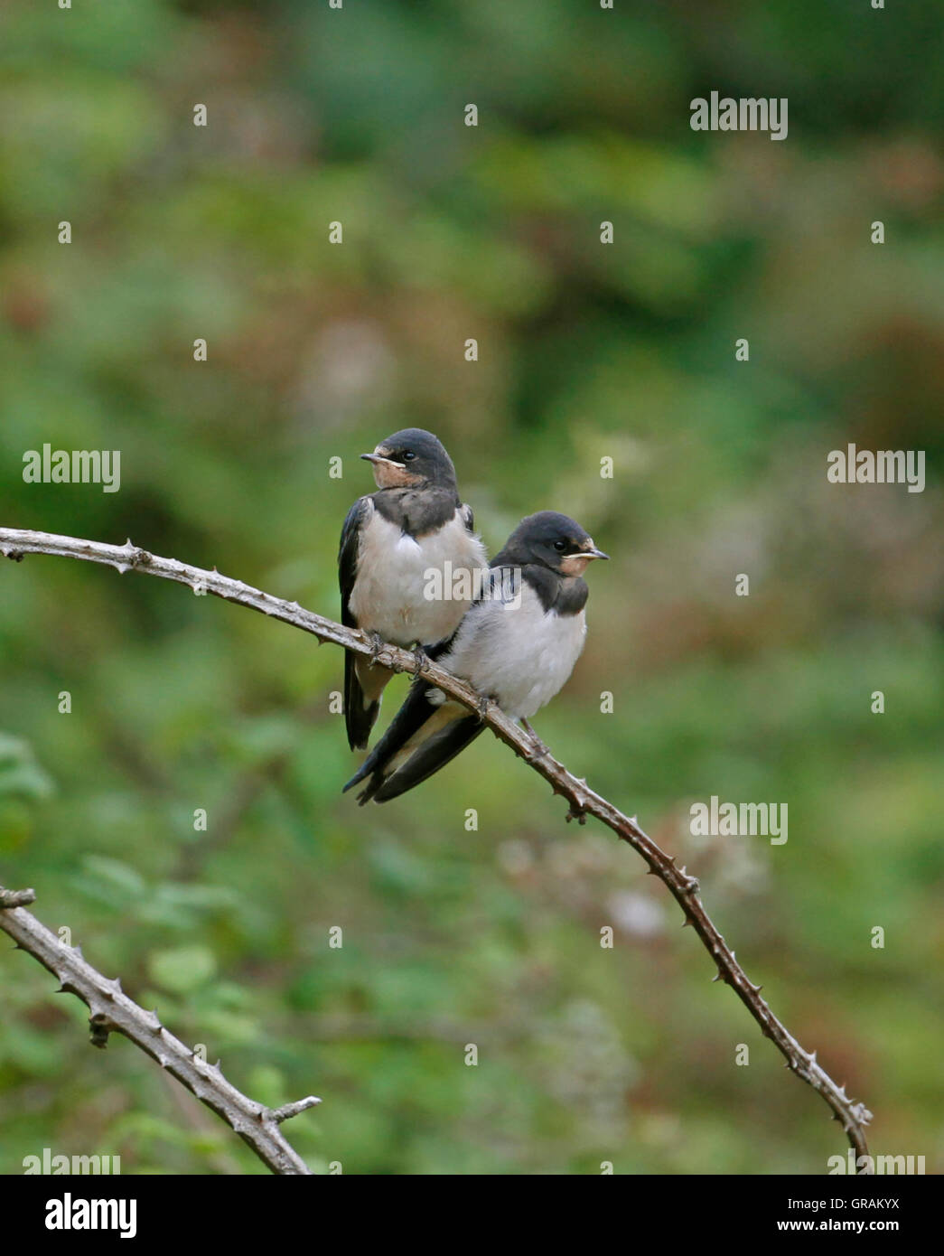 Barn Swallow (Hirundo rustica Stock Photo - Alamy