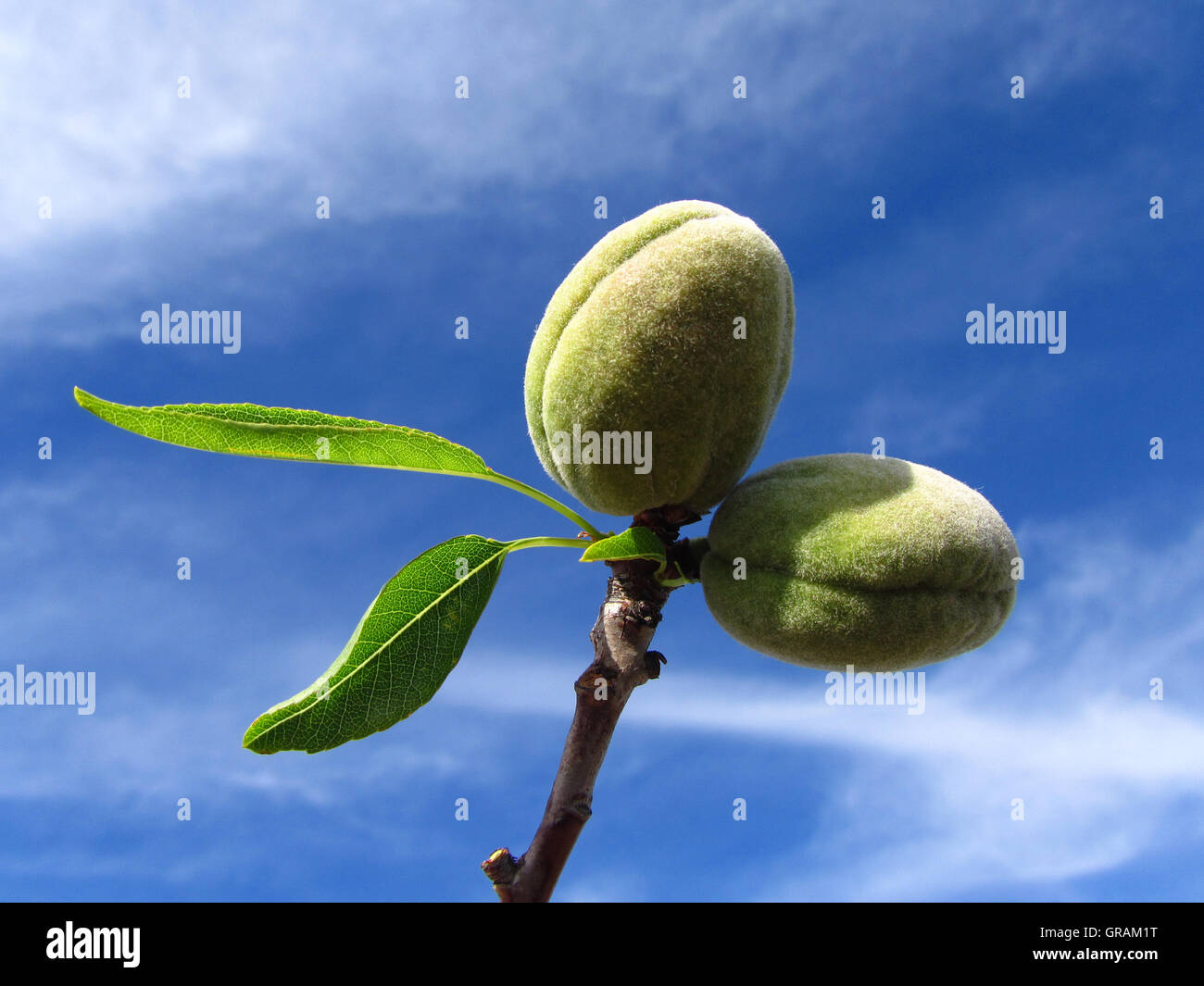 Almond tree france hi-res stock photography and images - Alamy