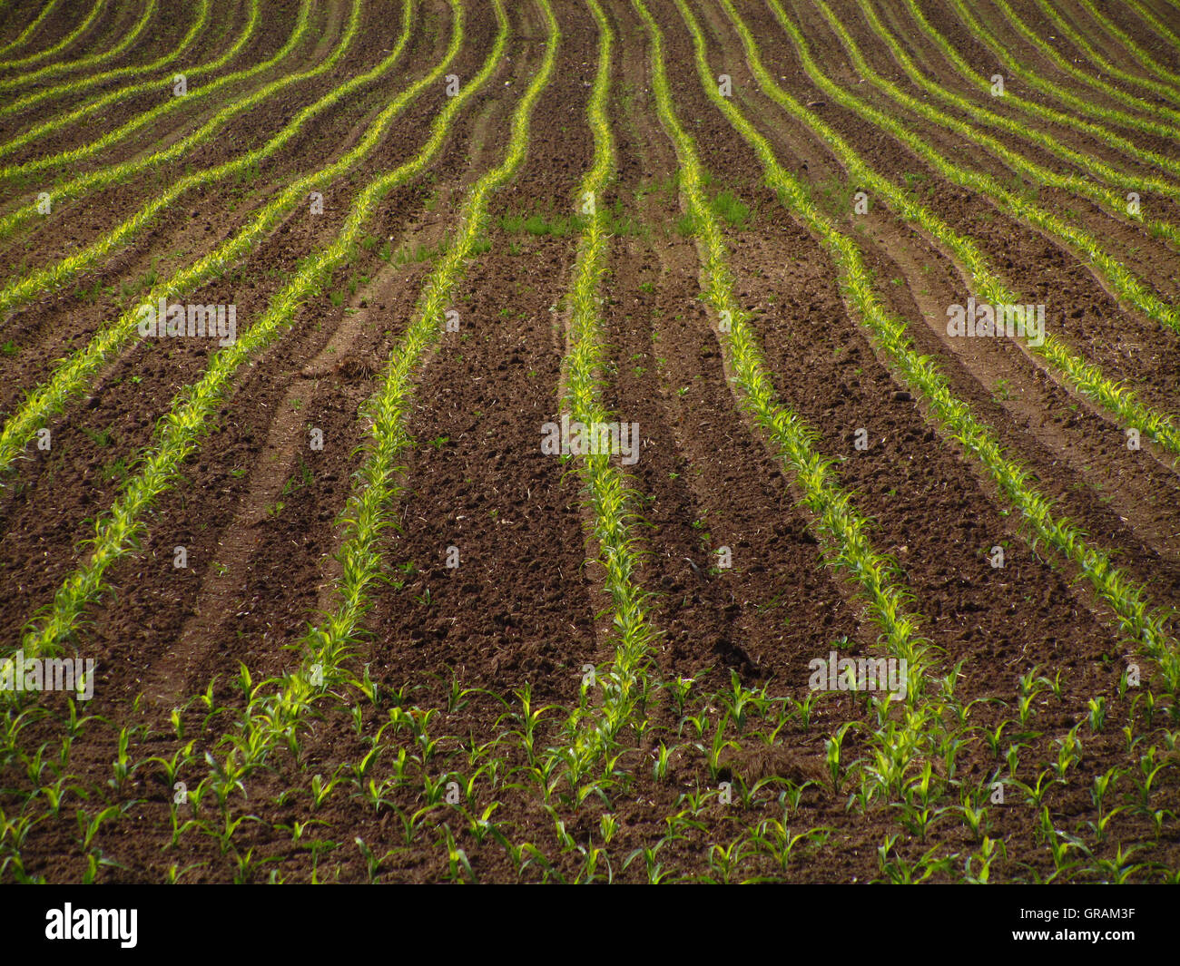 Gramineous plants hi-res stock photography and images - Alamy