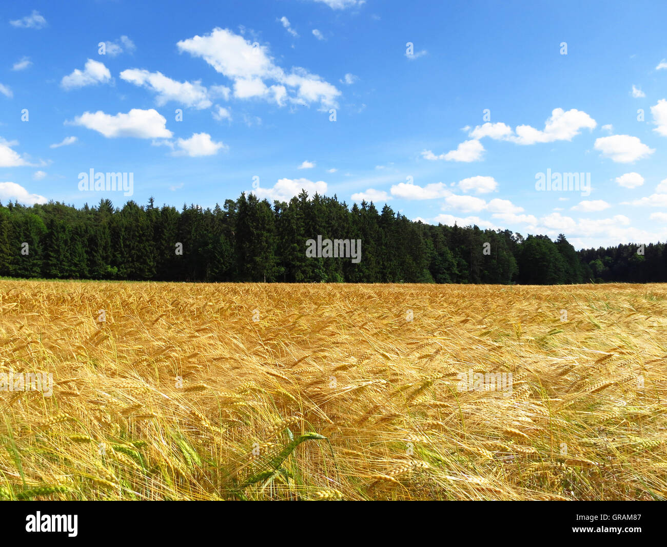 Cornfield season job hi-res stock photography and images - Alamy
