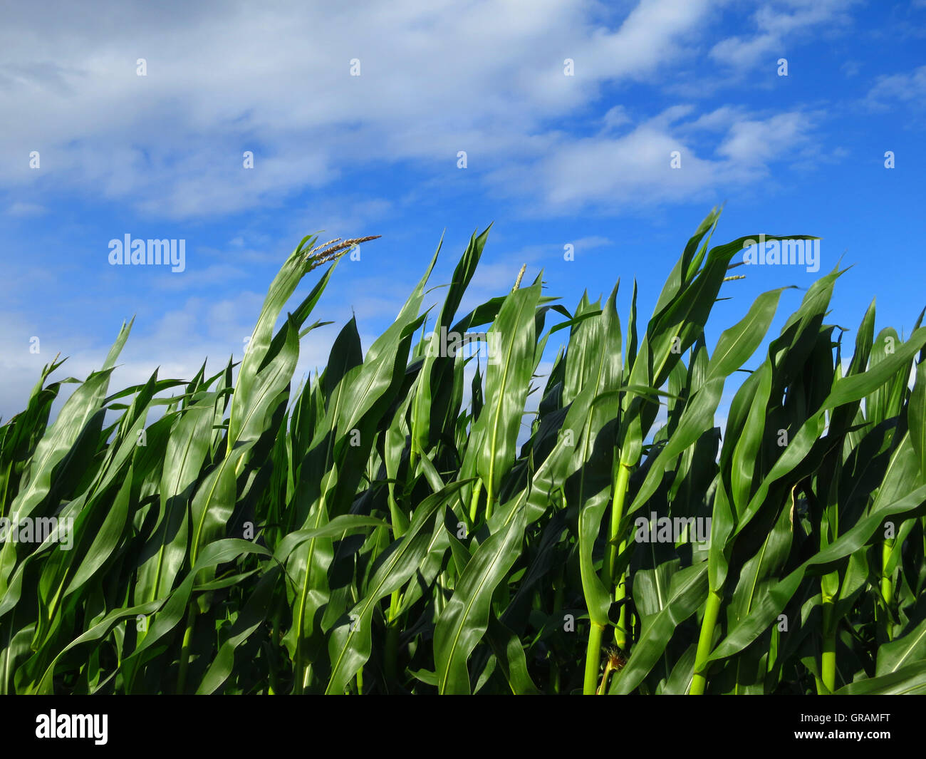 Maize product hi-res stock photography and images - Alamy