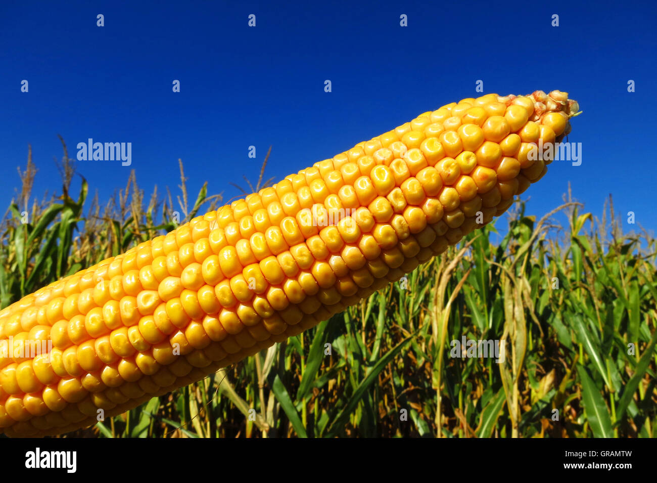 Agrarian corn hi-res stock photography and images - Alamy