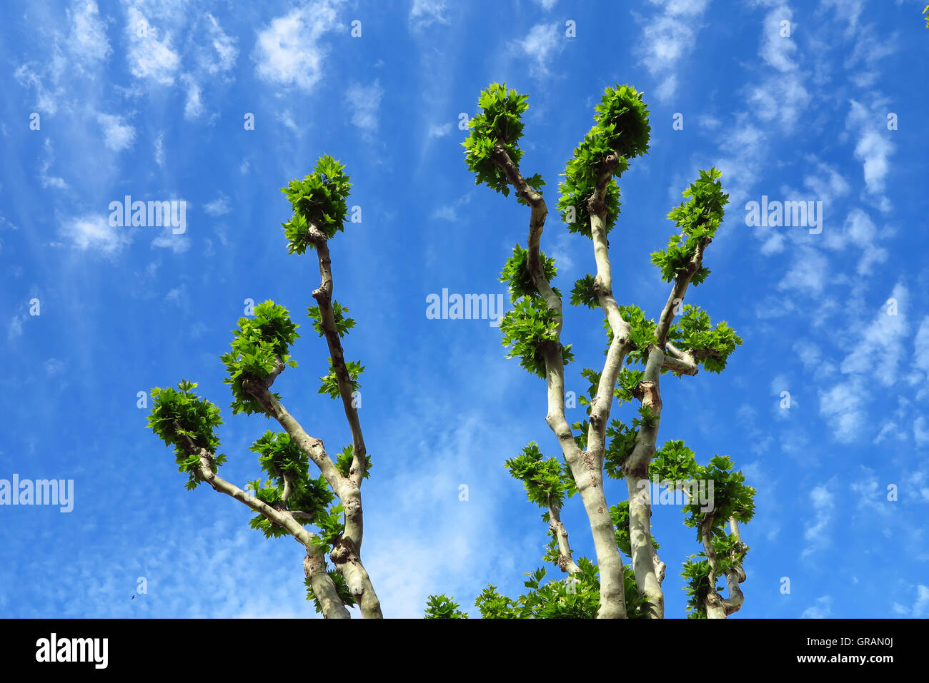 French plane tree hi-res stock photography and images - Alamy