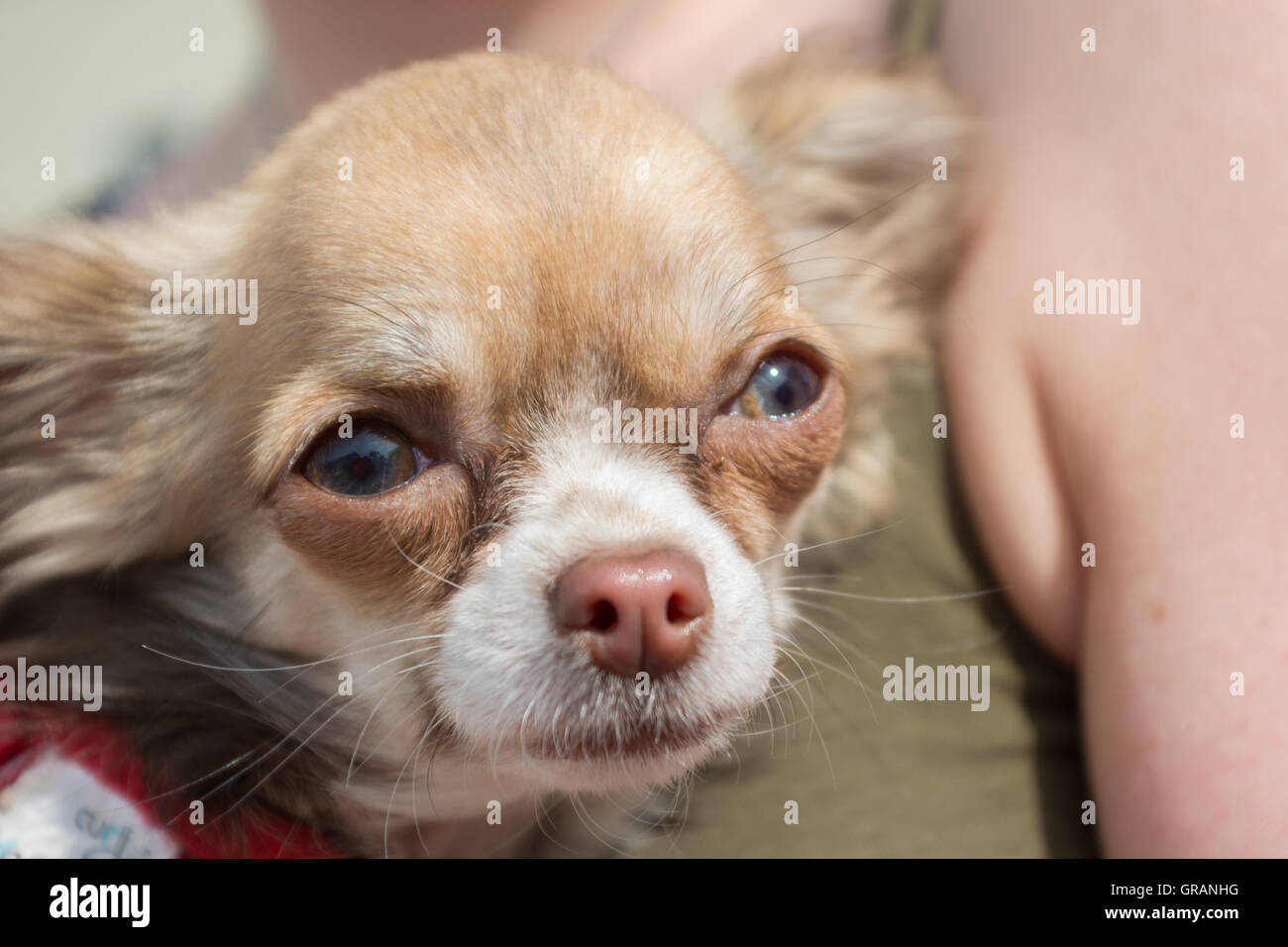 Portrait Of A Chihuahua Dog Stock Photo - Alamy