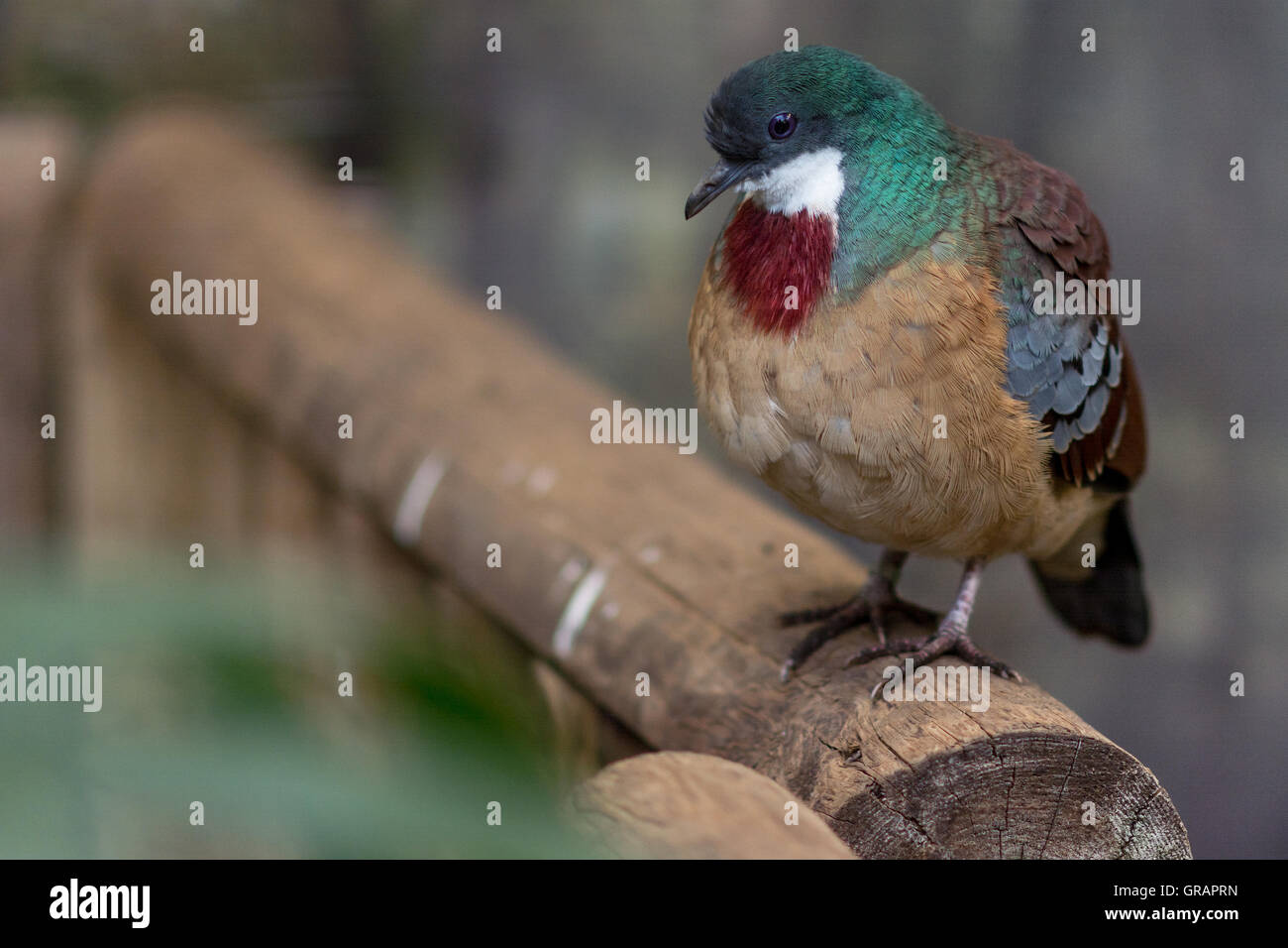 Bleeding heart bird hi-res stock photography and images - Alamy