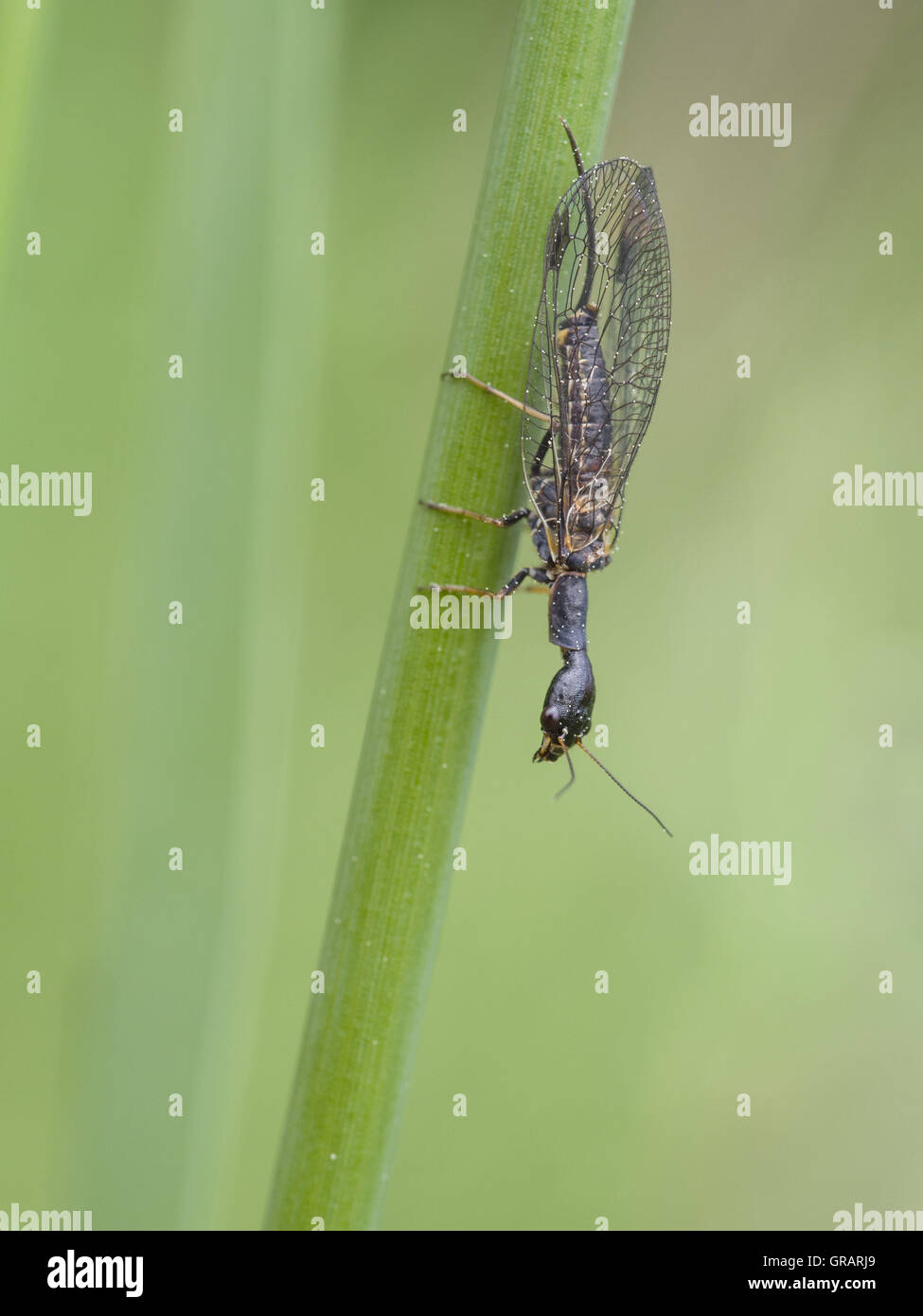 Phaeostigma High Resolution Stock Photography and Images - Alamy