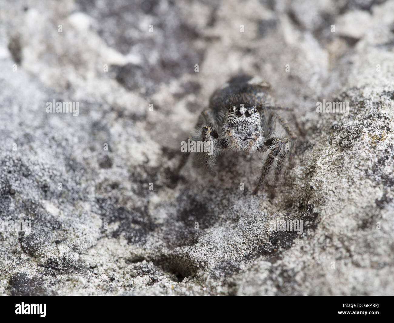 Native Jumping Spider High Resolution Stock Photography and Images - Alamy