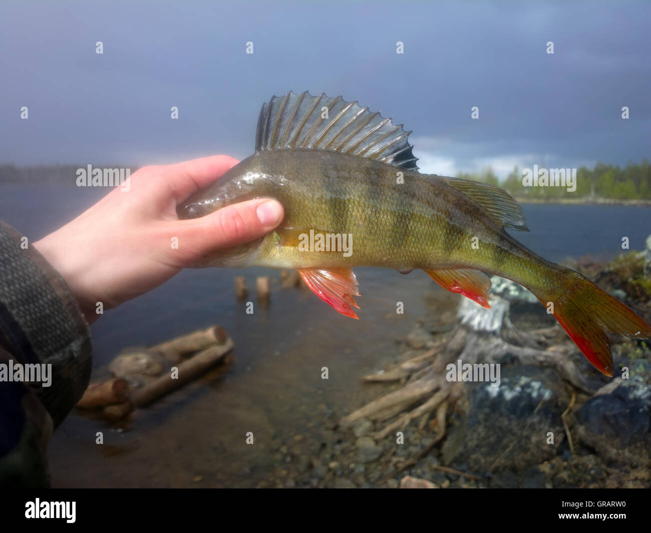 perch fishing in the North in Scandinavia Stock Photo - Alamy