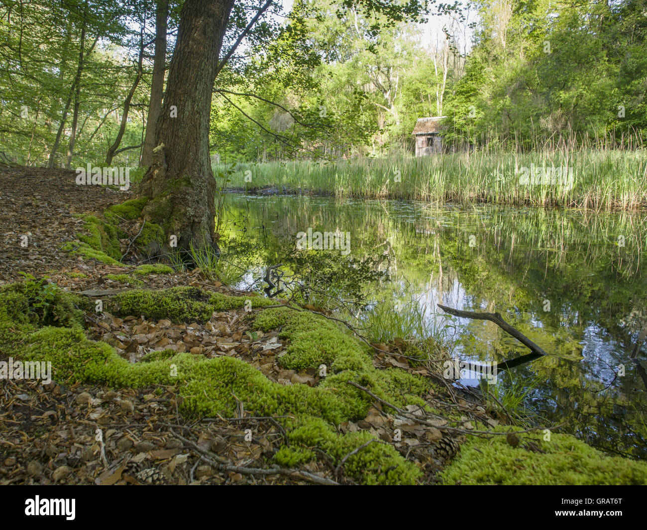 Moss On A River Bank Stock Photo - Alamy