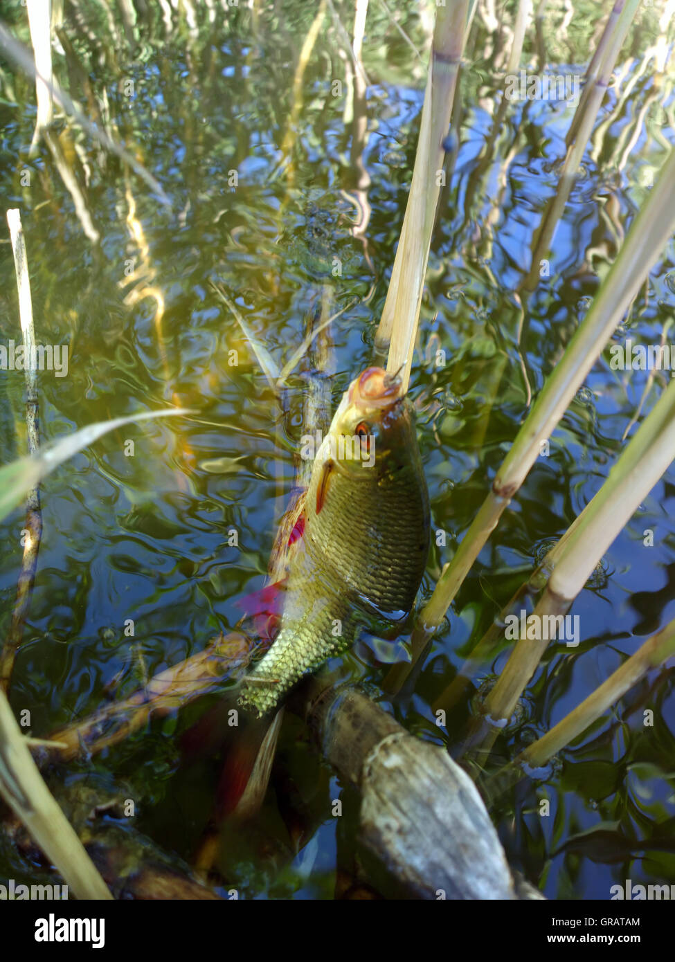 fishing on freshwater lakes in the reeds Stock Photo - Alamy