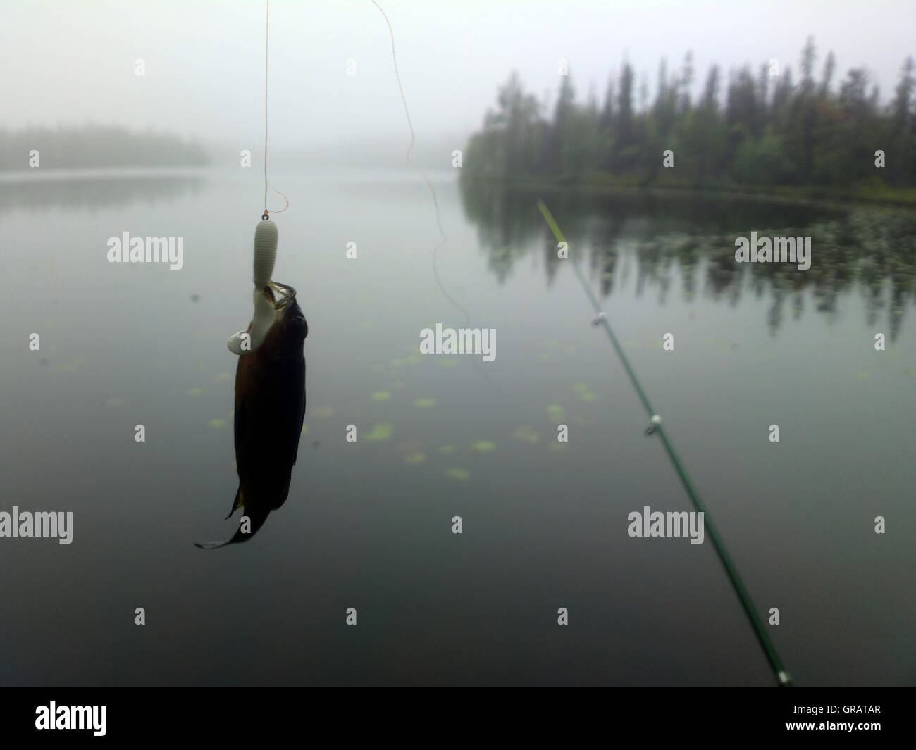 perch fishing in the North in Scandinavia Stock Photo - Alamy