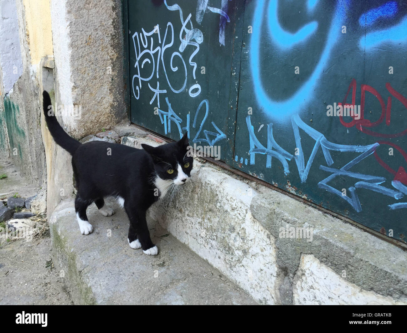 Graffiti cat hi-res stock photography and images - Alamy