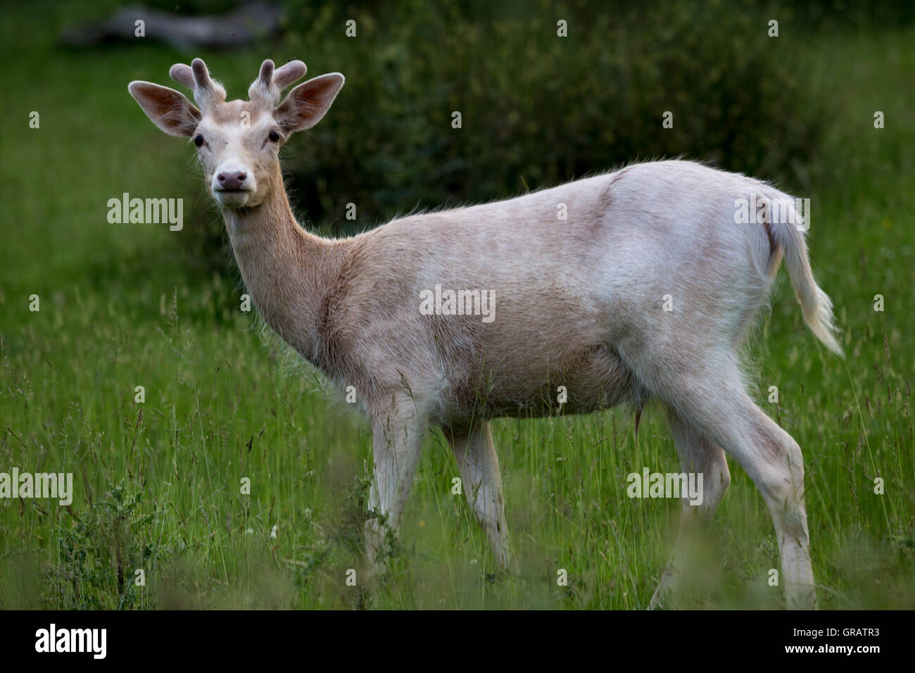 Male white roe deer rests looks into the camera in UK park Stock Photo ...